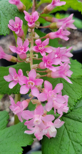 Ribes sanguineum 'Claremont' (Red-flowering Currant Selection)