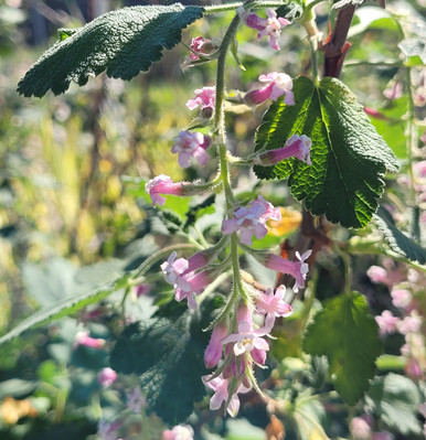 Ribes malvaceum 'Dancing Tassels' (Chaparral Currant)
