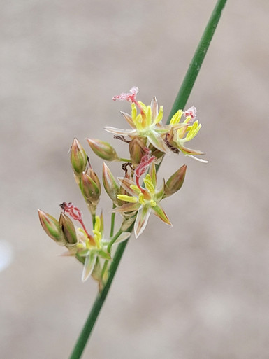 Juncus mexicanus (Mexican Rush)