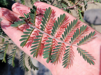 Acacia spectabilis