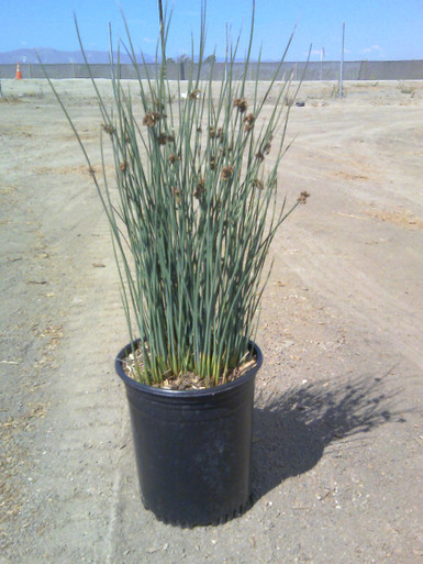 Juncus patens 'Elk’s Blue' (California Grey Rush Selection)