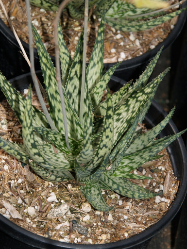 Aloe 'Lizard Lips' 1g - El Nativo Growers