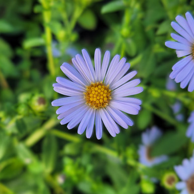 Aster chilensis 'Pt. St. George' (Symphyotrichum) (California Aster)