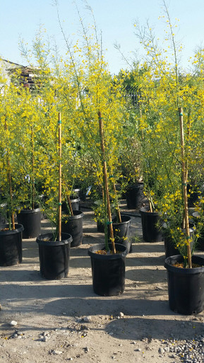 Cercidium x 'Desert Museum' (Palo Verde Hybrid)