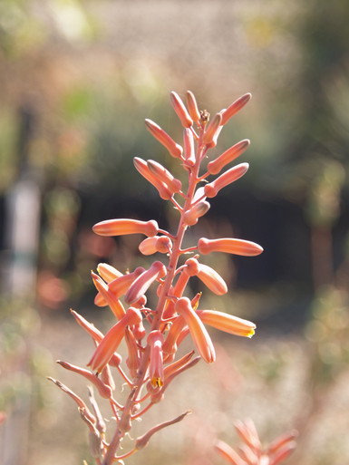 Aloe fosteri (Spotted Aloe)