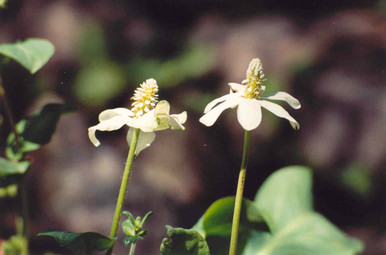 Anemopsis californica (Yerba Mansa)
