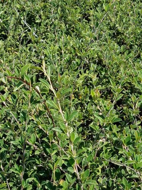 Cotoneaster parneyi (C. lacteus) (Parney Cotoneaster)