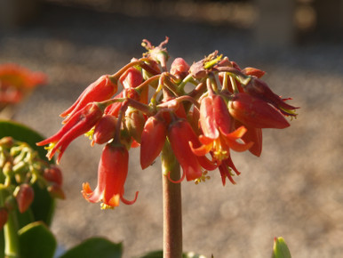 Cotyledon macrantha (NCN)