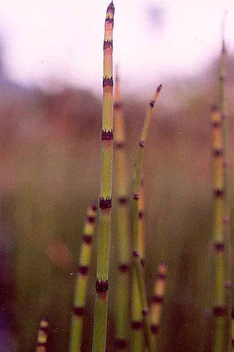 Equisetum hyemale (Horsetail)