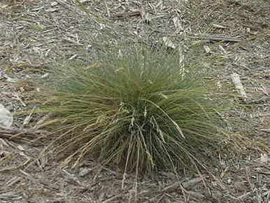 Festuca ovina 'Glauca' (Blue Fescue)