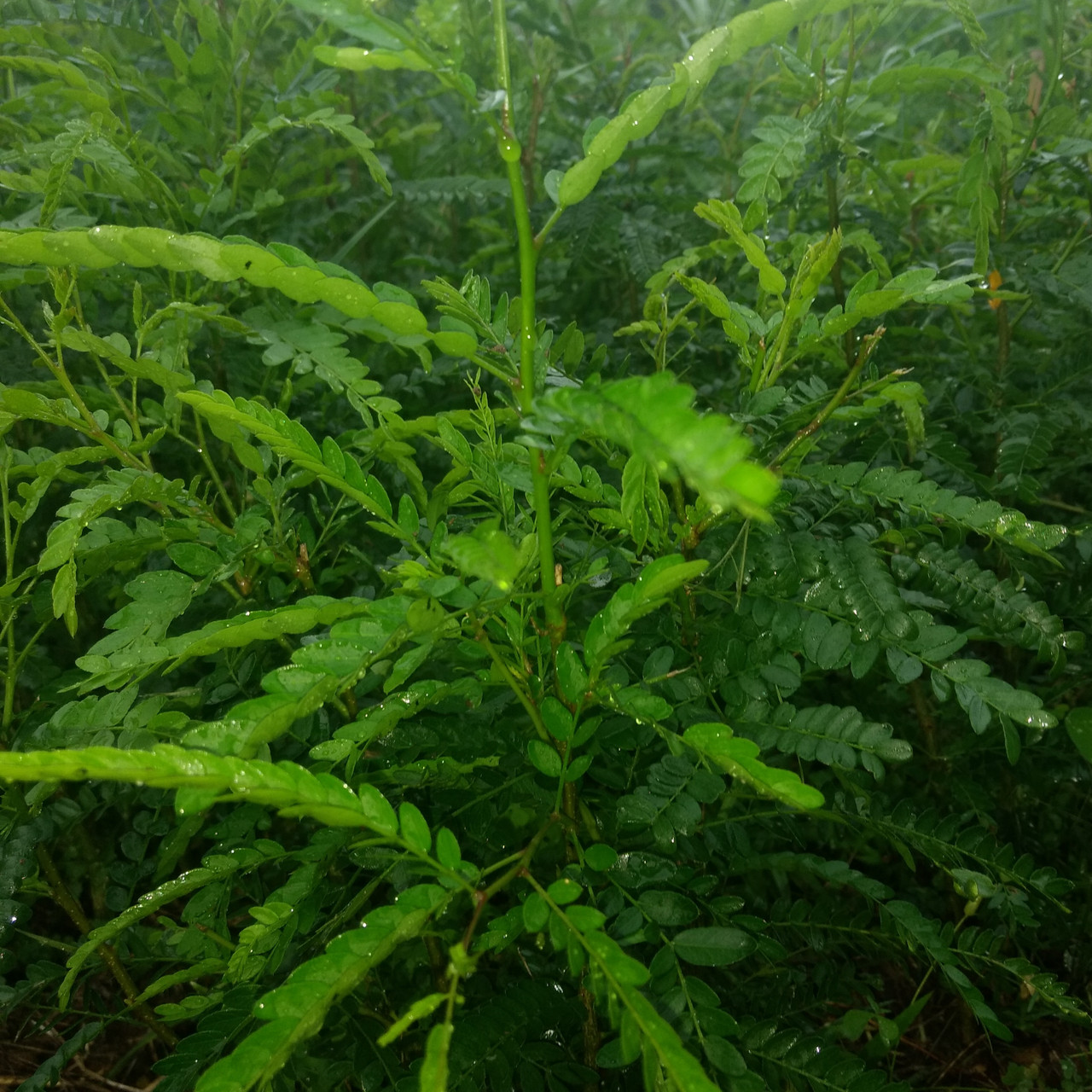 Interwoven Nursery | Thornless Honey Locust