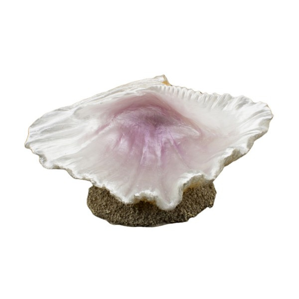 Bioscape Half Clam Shell Large 15.5cm (BIS326)