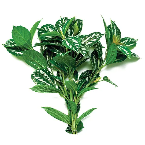Pisces Live Plant Aluminium Emerse Grown Plants (110300)