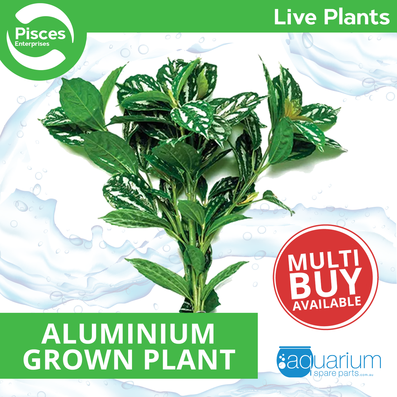 Pisces Live Plant Aluminium Emerse Grown Plants (110300)