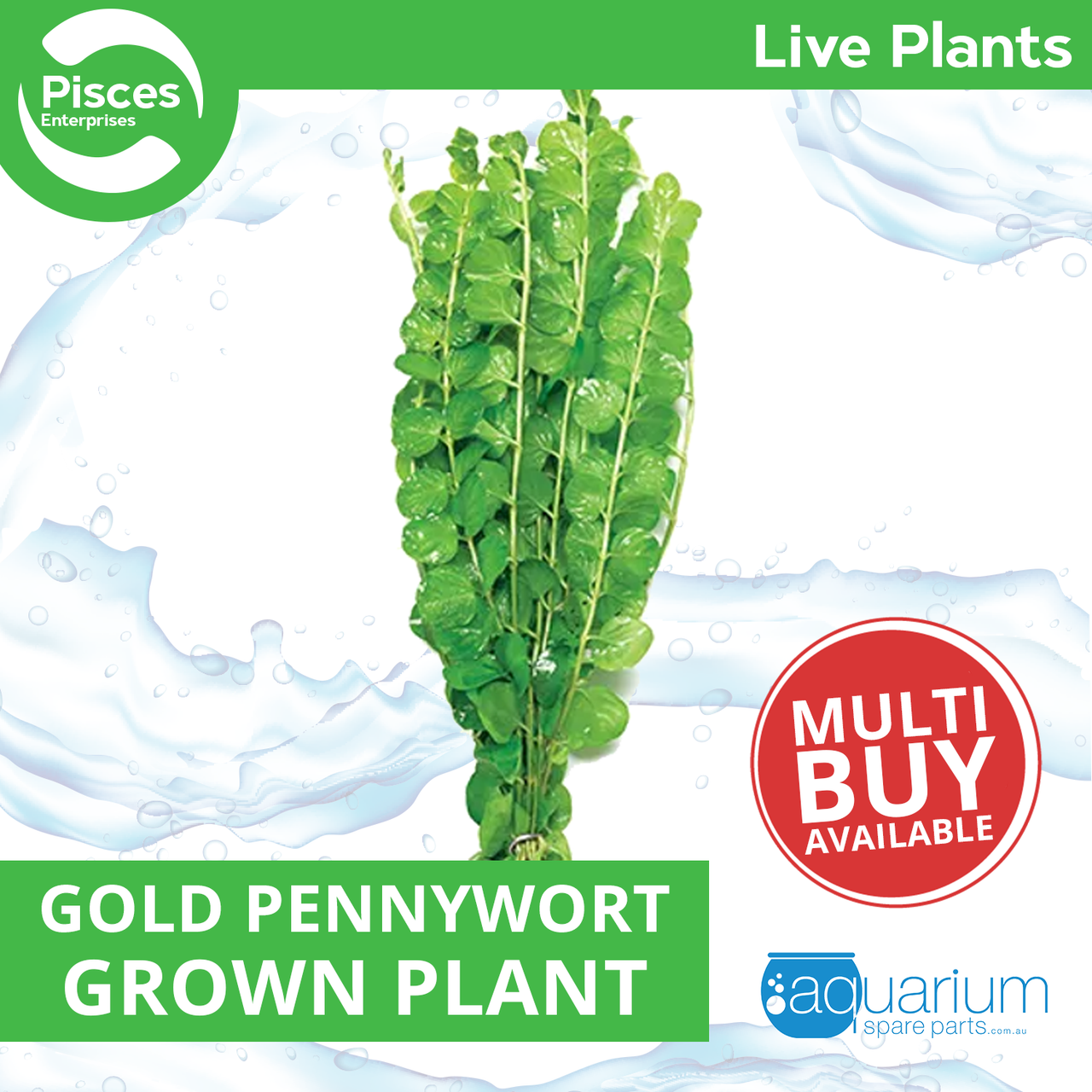 Pisces Live Plant Gold Pennywort Emerse Grown Plants (110345)