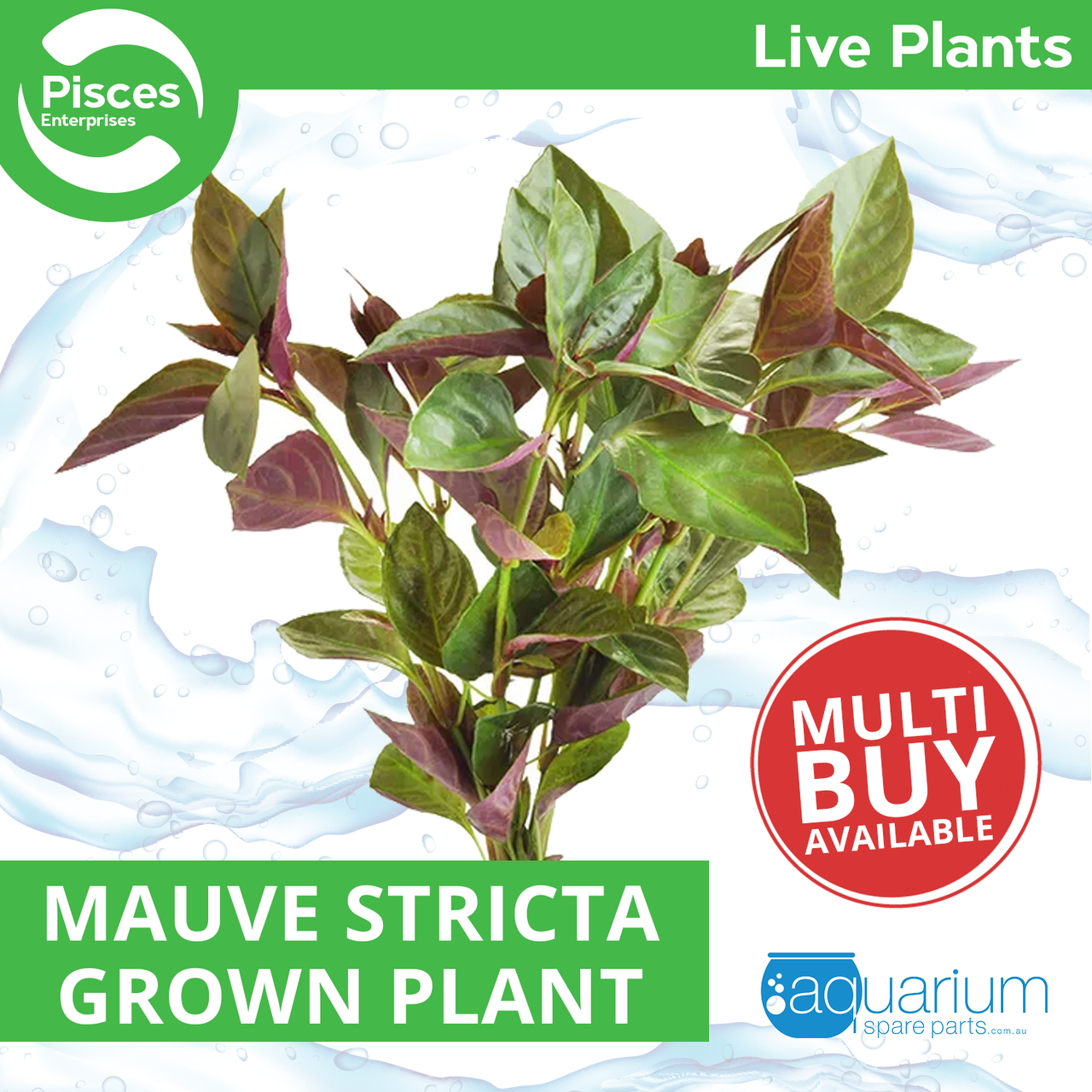 Pisces Live Plant Mauve Stricta Emerse Grown Plants (110375)