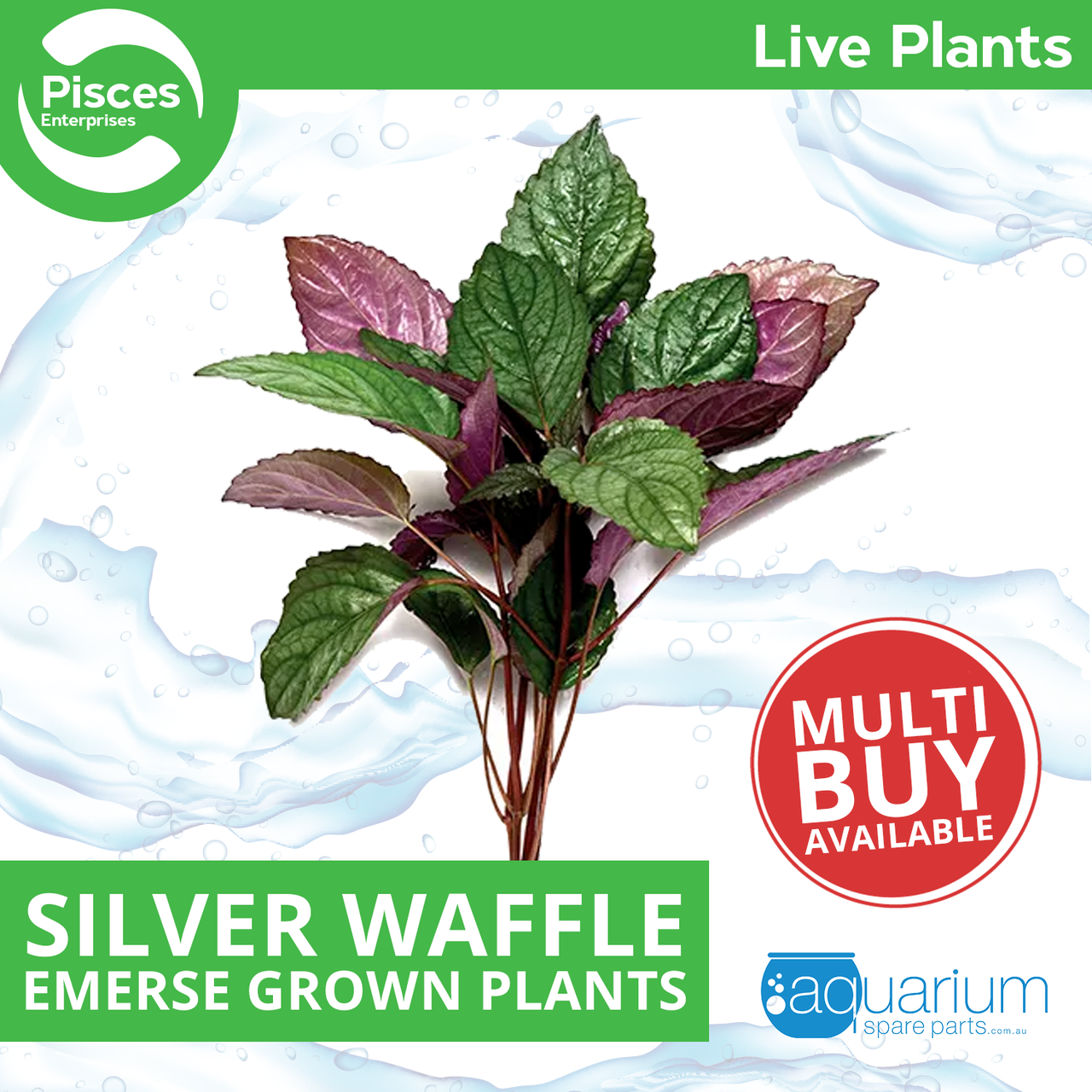 Pisces Live Plant Silver Waffle Emerse Grown Plants (110425)