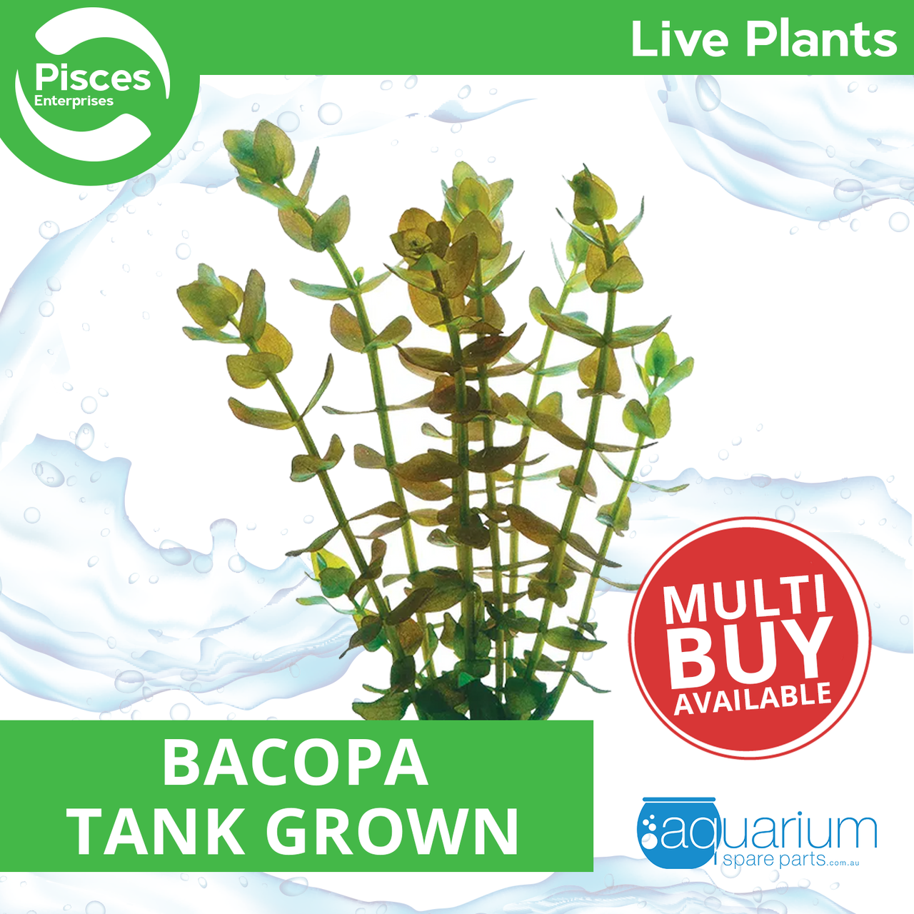 Pisces Live Plant Bacopa Tank Grown Plants (110110)