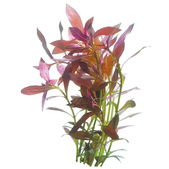 Pisces Live Plant Narrow Ludwigia Tank Grown Plants (110225)