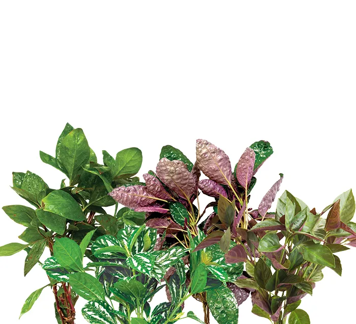 Pisces Live Plant Cold Water Bunches - Value Assortments (110515)