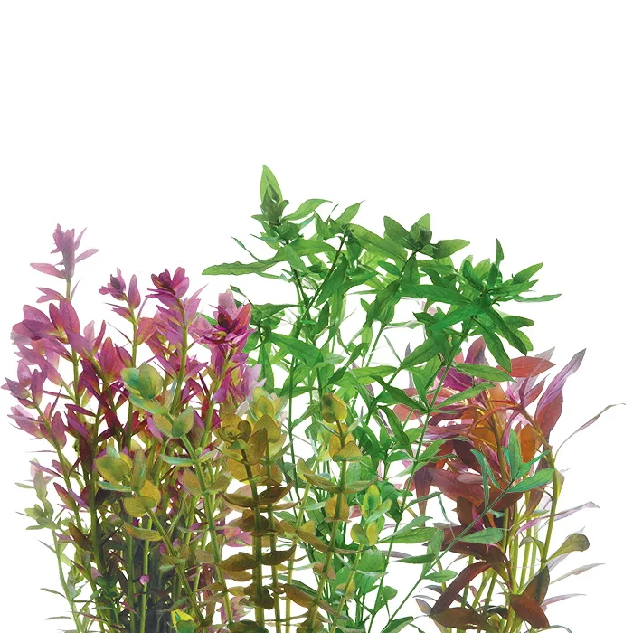 Pisces Live Plant Tropical Bunches Value Assortments (110530)