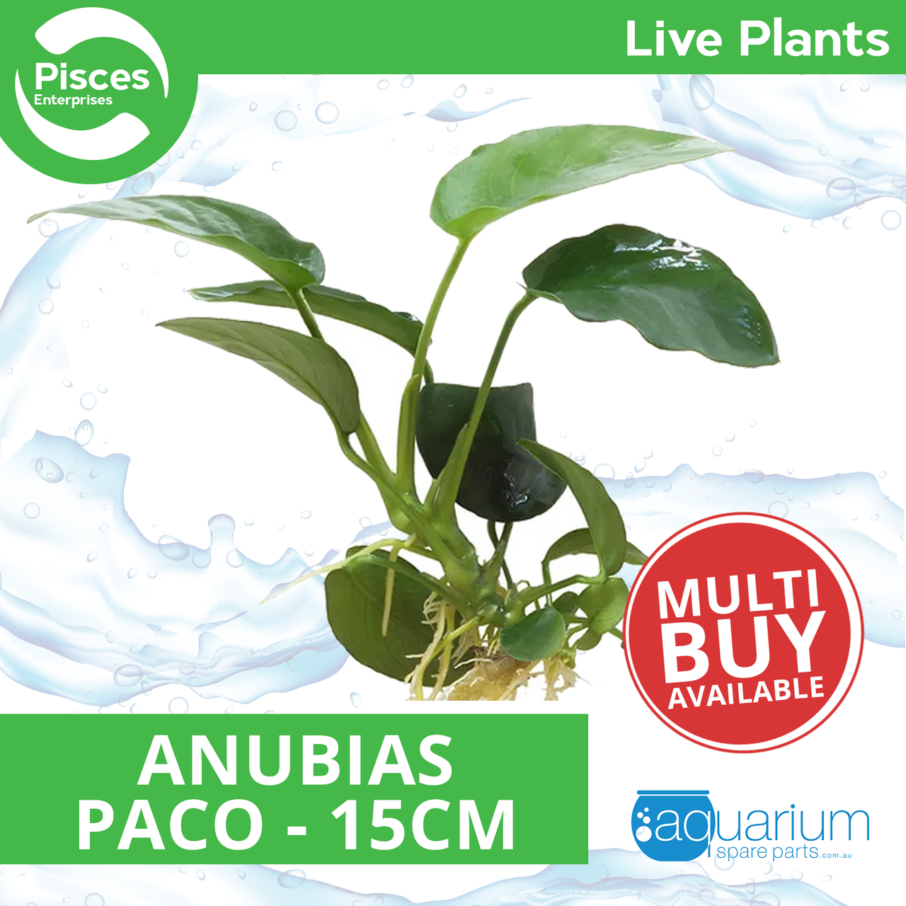 Pisces Live Plant Anubias Paco - Approx. 15cm (111256)