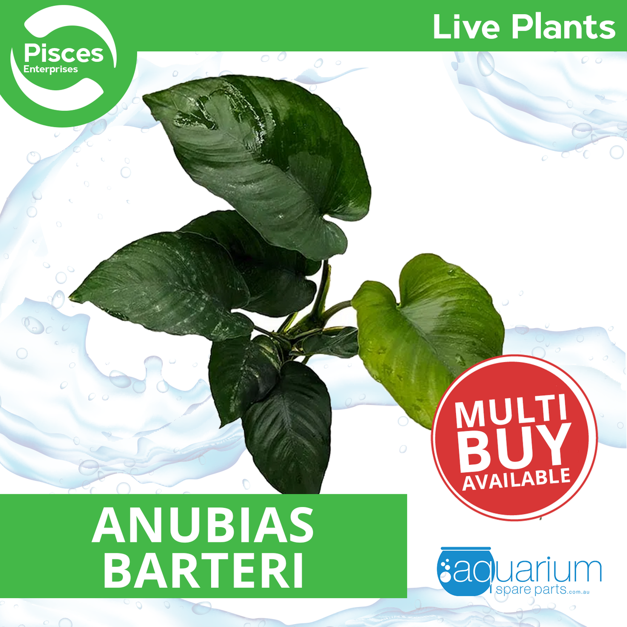 Pisces Live Plant Anubias Barteri (New) - 20-30cm (150135) - Aquarium ...