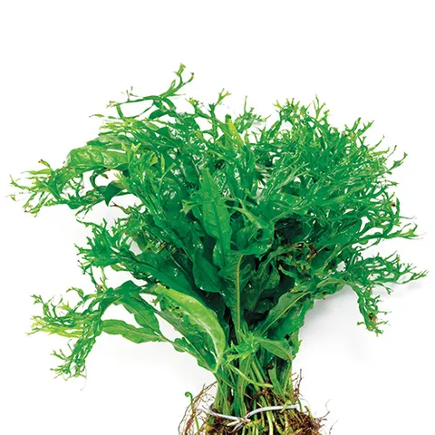 Pisces Live Plant Crested Pteropus 20cm (151495)