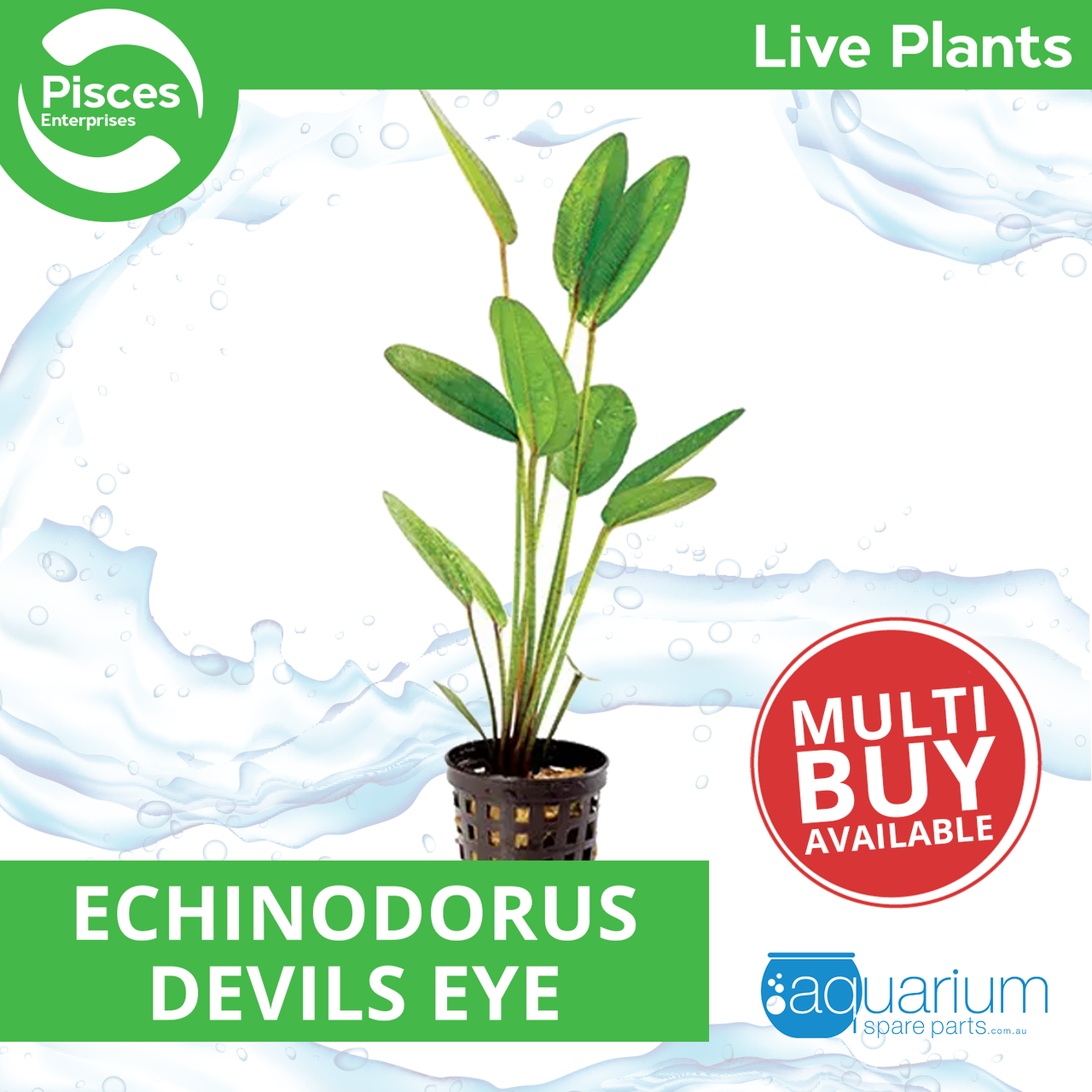 Pisces Live Plant Echinodorus Devils Eye - 5cm Pot - Emerse (111002)
