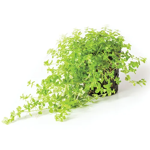 Pisces Live Plant Micranthemum - 5cm Pot (111023)
