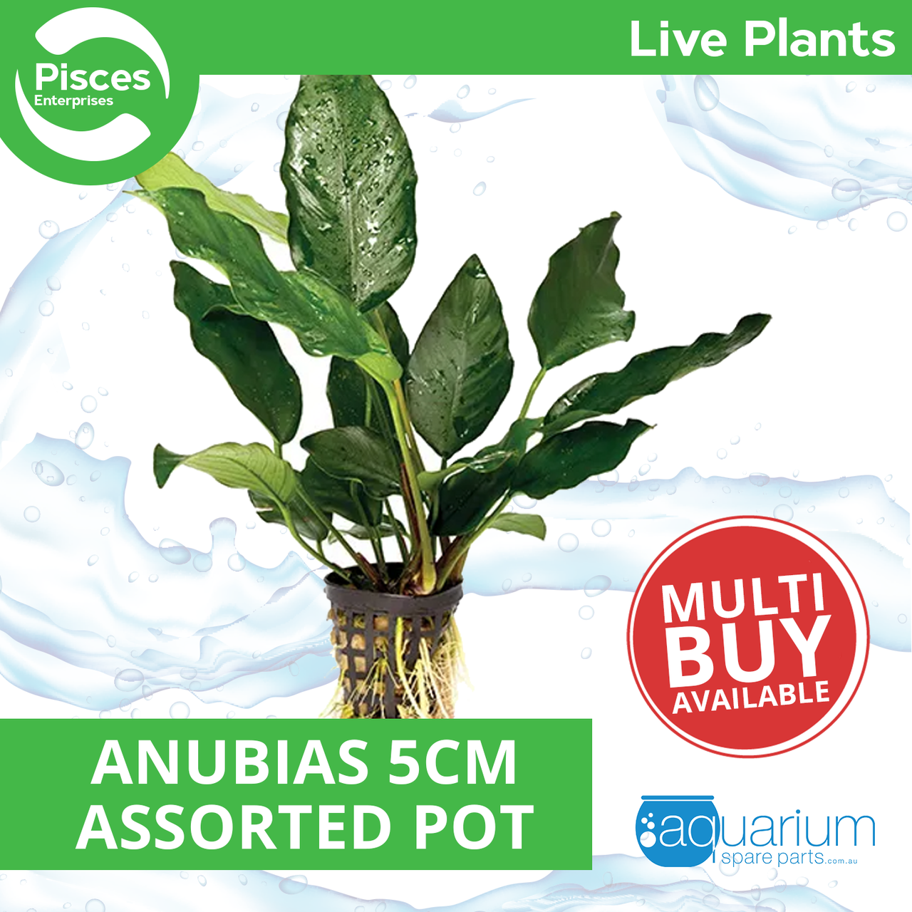 Pisces Live Plant Anubias Assorted - 5cm Pot (110906)