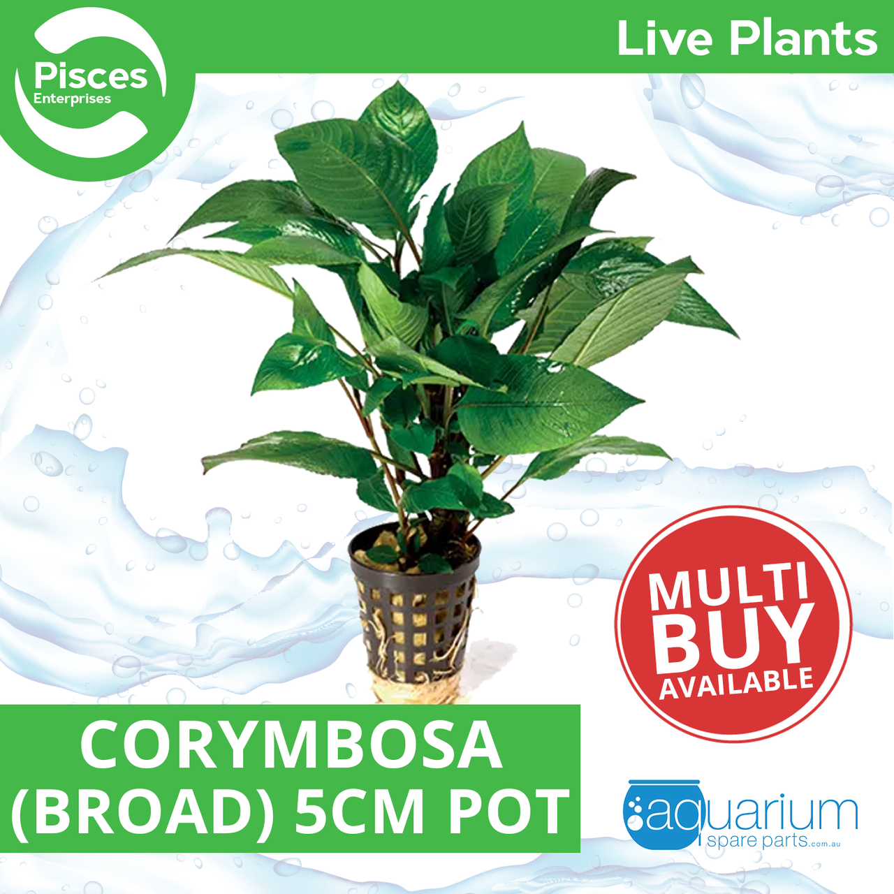 Pisces Live Plant Corymbosa (Broad) 5cm Pot (111041)