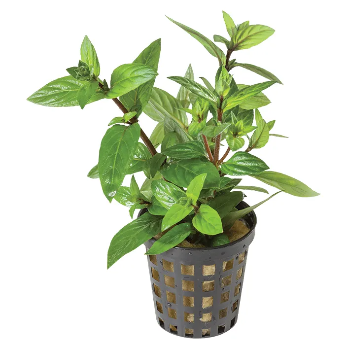 Pisces Live Plant Staurogyne 5cm Pot (111110)