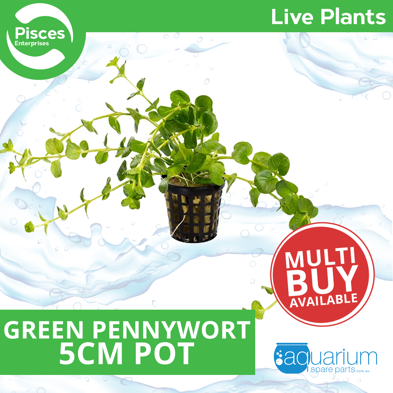 Pisces Live Plant Green Pennywort - 5cm Pot (110346)