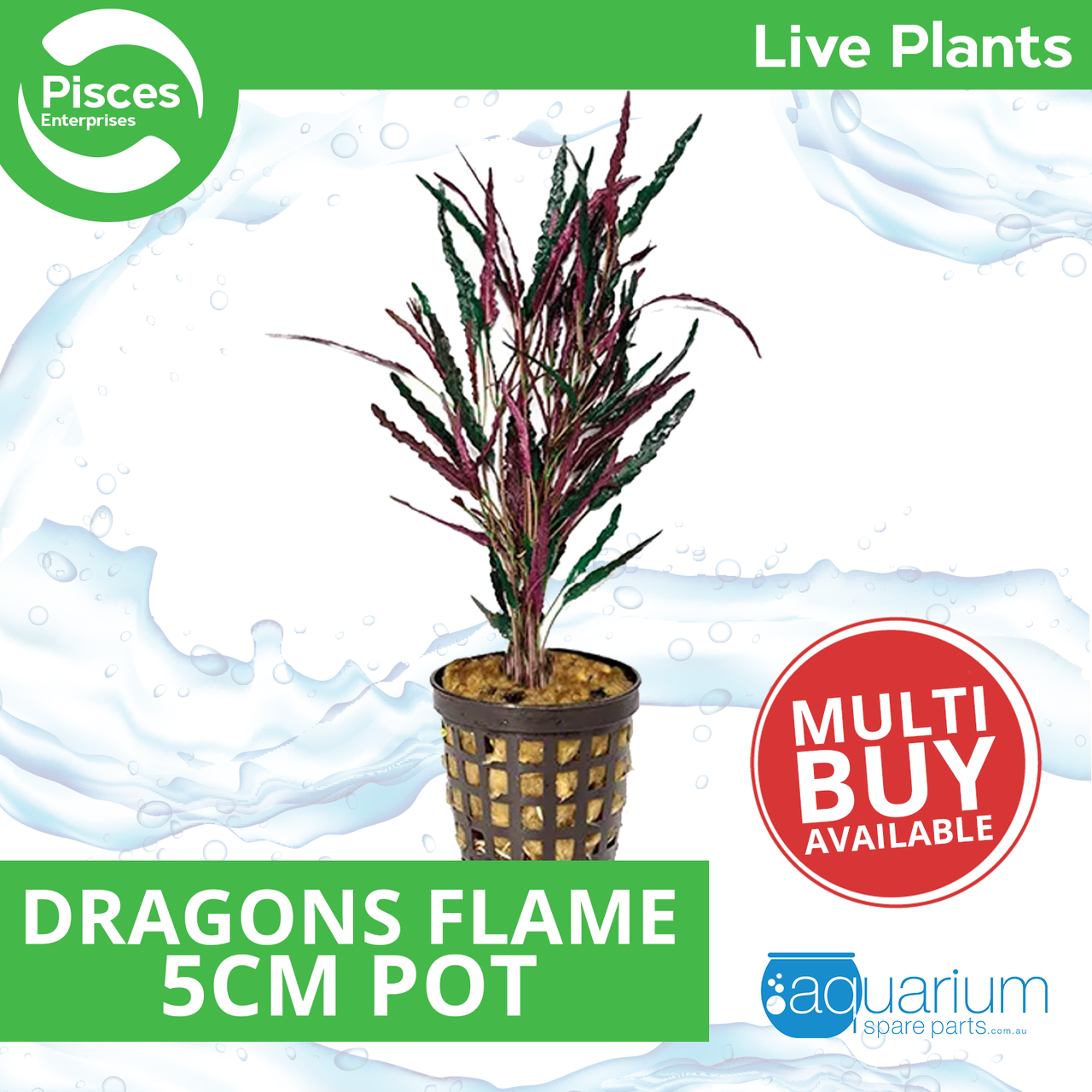 Pisces Live Plant Dragons Flame - 5cm Pot (110348)