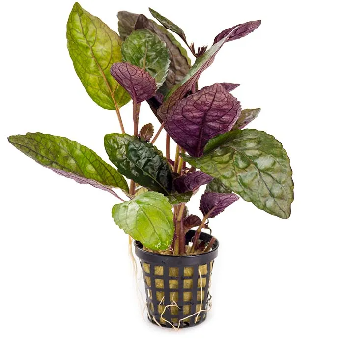 Pisces Live Plant Purple Waffle 5cm Pot (110349)