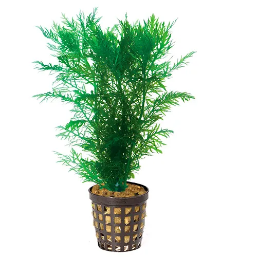 Pisces Live Plant Wisteria - 5cm Pot (110359)