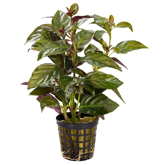 Pisces Live Plant Mauve Stricta 5cm Pot (110377)