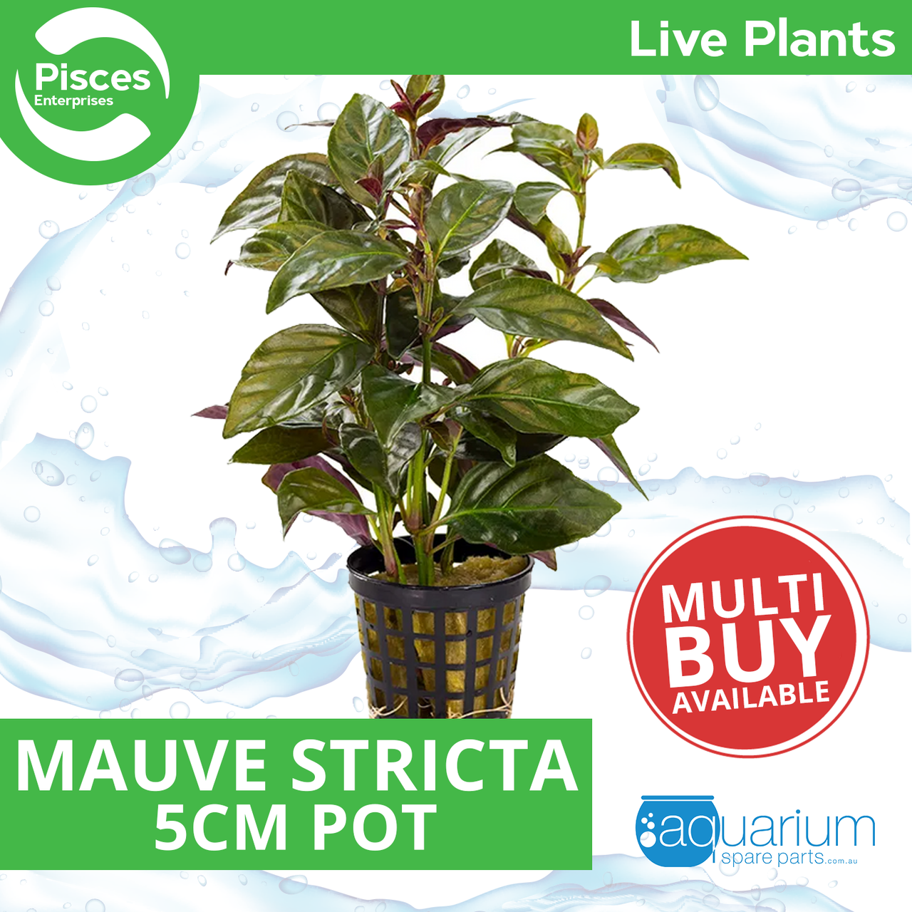 Pisces Live Plant Mauve Stricta 5cm Pot (110377)