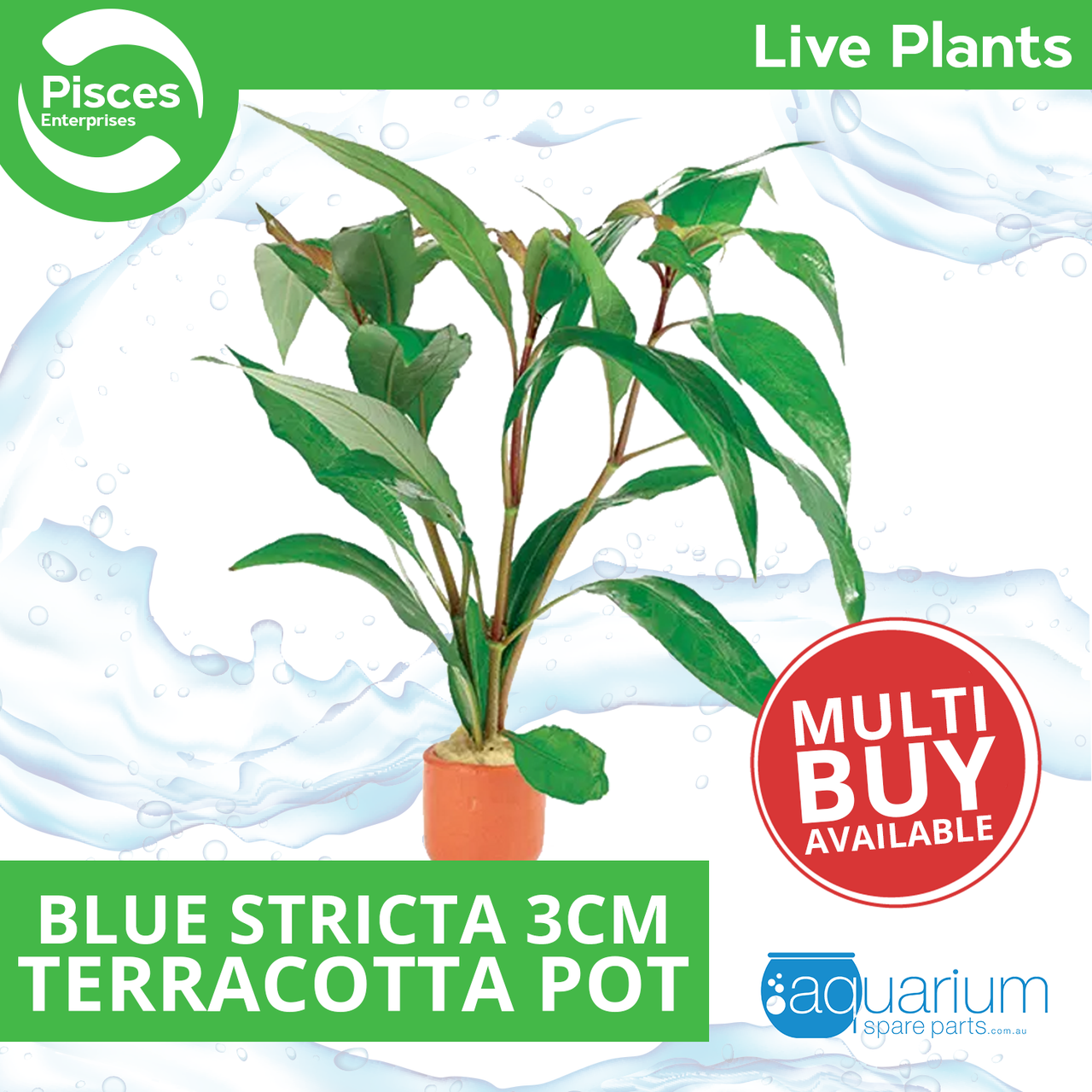 Pisces Live Plant Blue Stricta - Terracotta 3cm Pot (111022)