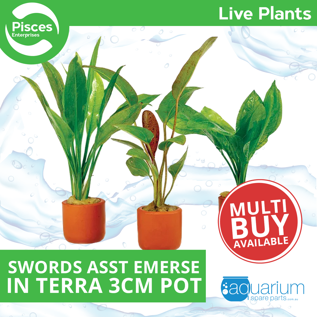 Pisces Live Plant Swords Asst Emerse In Terra 3cm Pot (111065)