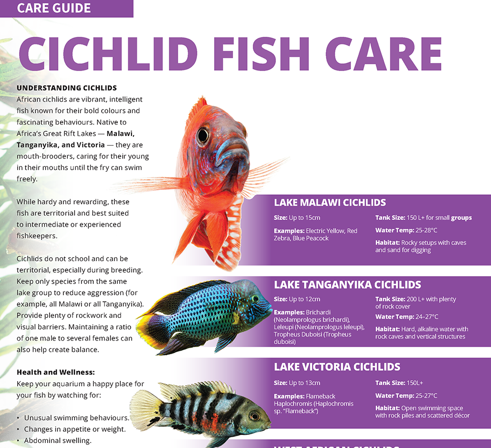 CARE GUIDE: Cichlid Fish Care - Aquarium Spare Parts
