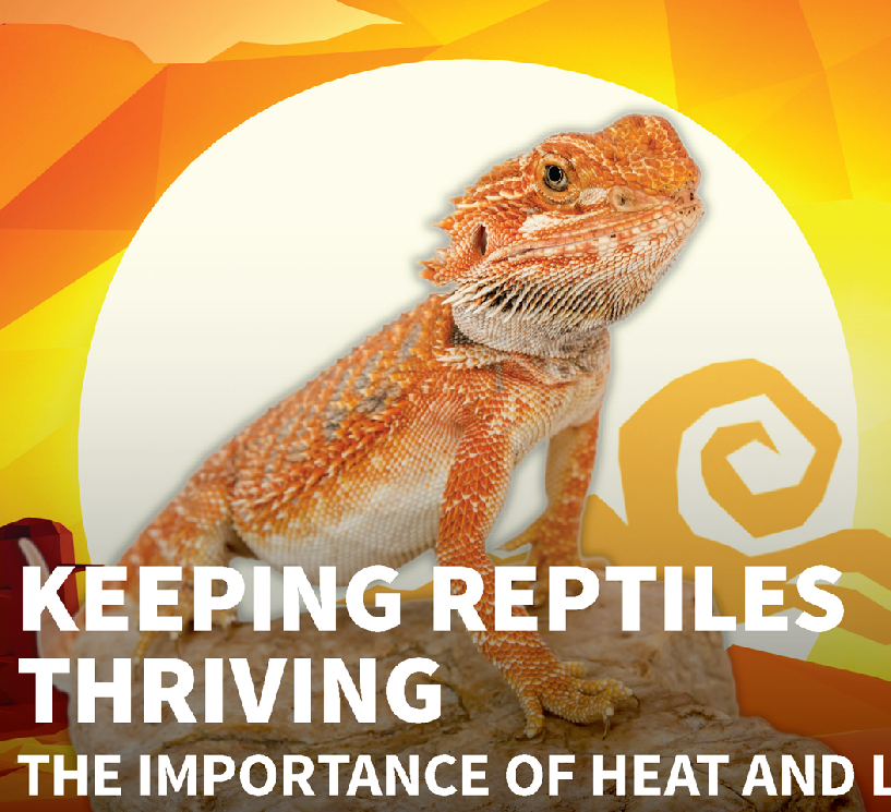 KEEPING REPTILES THRIVING | The Importance of Heat and Light - The ...