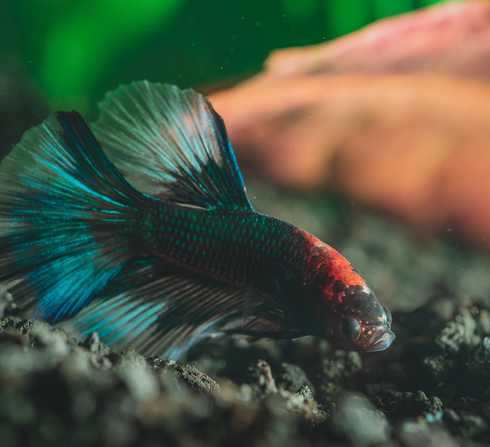 Exploring the Consequences of Expired Fish Food - Aquarium Spare Parts