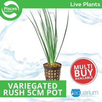 Pisces Live Plant Variegated Rush 5cm Pot (110436)