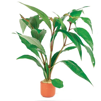 Pisces Live Plant Blue Stricta - Terracotta 3cm Pot (111022)