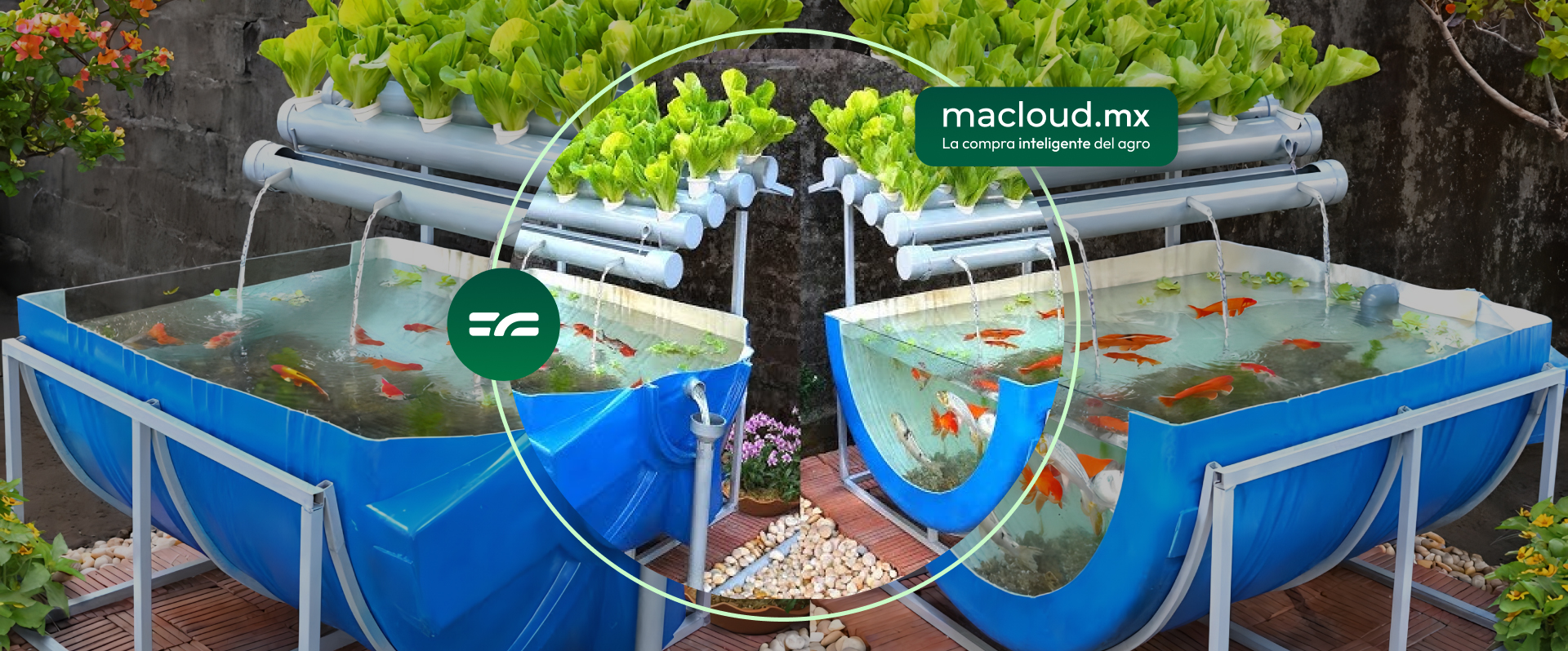 Acuaponía: la revolución sostenible para producción de alimentos - Macloud
