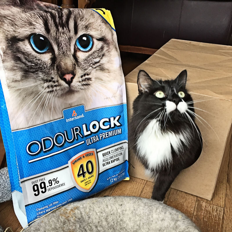 Odorlock Clumping Unscented Cat Litter - Feeders Pet Supply