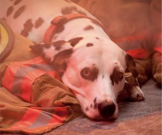 A History of Fire Dogs - Feeders Pet Supply