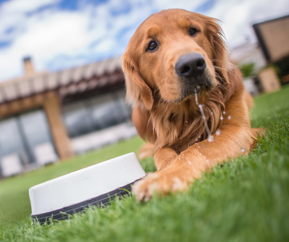 How to Keep Your Pet Hydrated - Feeders Pet Supply
